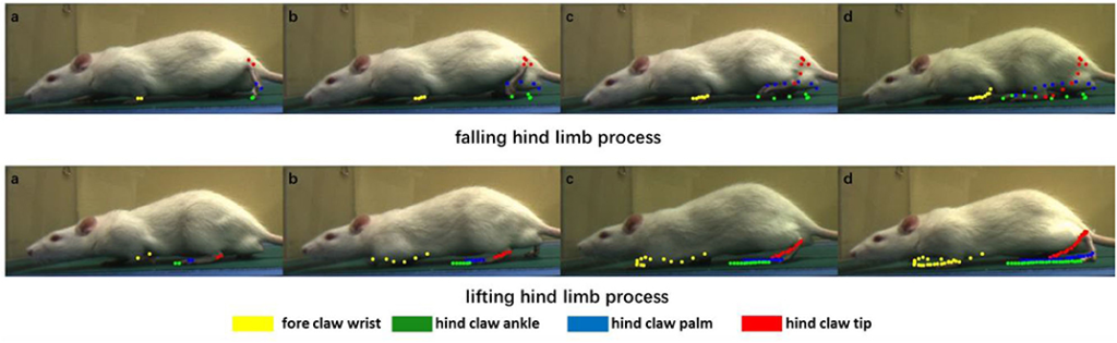 AI Tracking Rat Behavior: Understanding Social Interactions