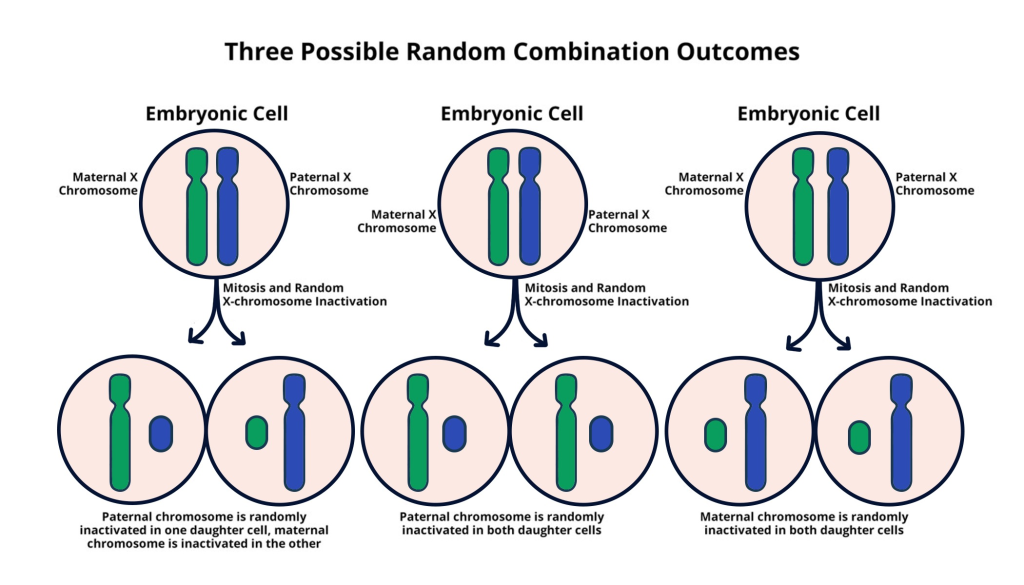 X Chromosome Inactivation: Key to Genetic Disease Treatments